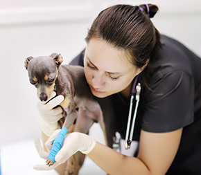 Veterinary Technician Salaries in Michigan
